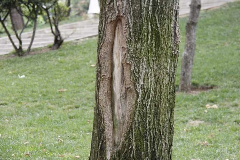 6 Signs of Potentially Hazardous Trees