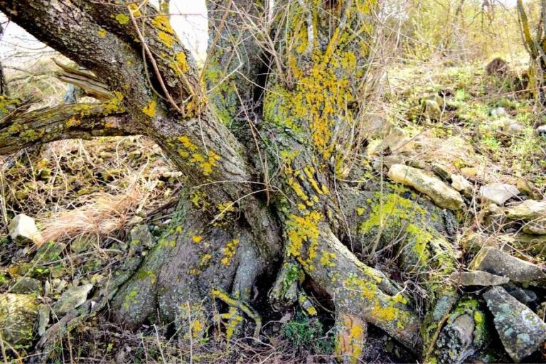 6 Signs of Potentially Hazardous Trees