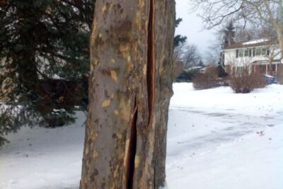 6 Signs of Potentially Hazardous Trees