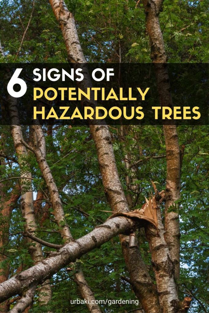 6 Signs of Potentially Hazardous Trees