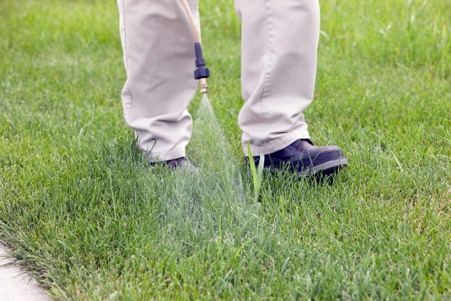 6 Top Weeding Tips for Your Garden