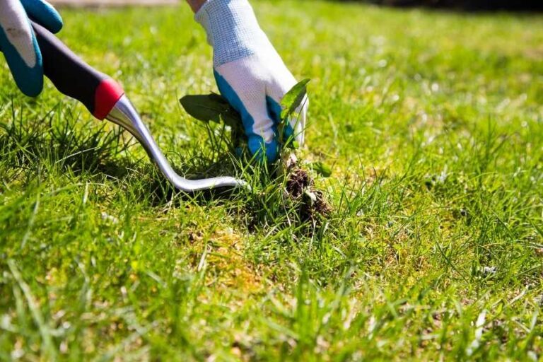 6 Top Weeding Tips for Your Garden