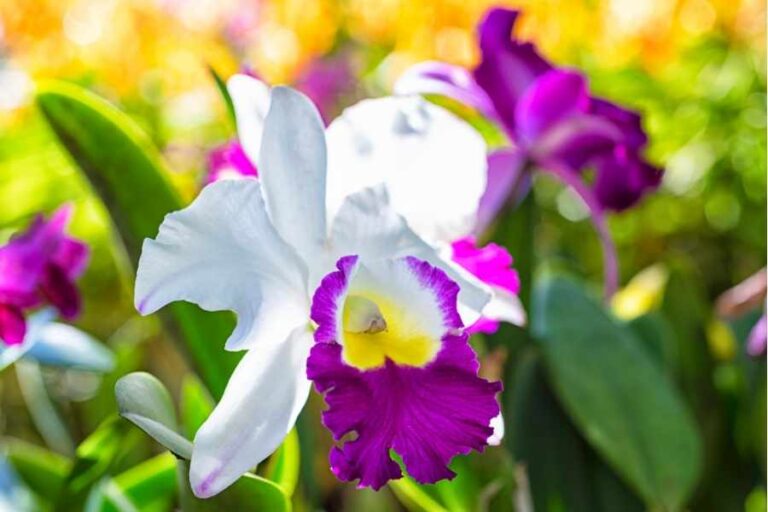 Cattleya Orchid: Plant Care & Growing Guide