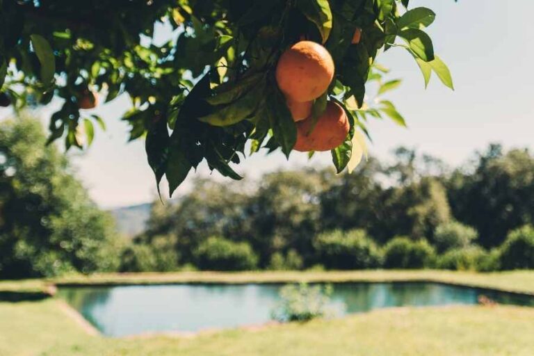Discover the Best Trees to Plant Around Your Pool