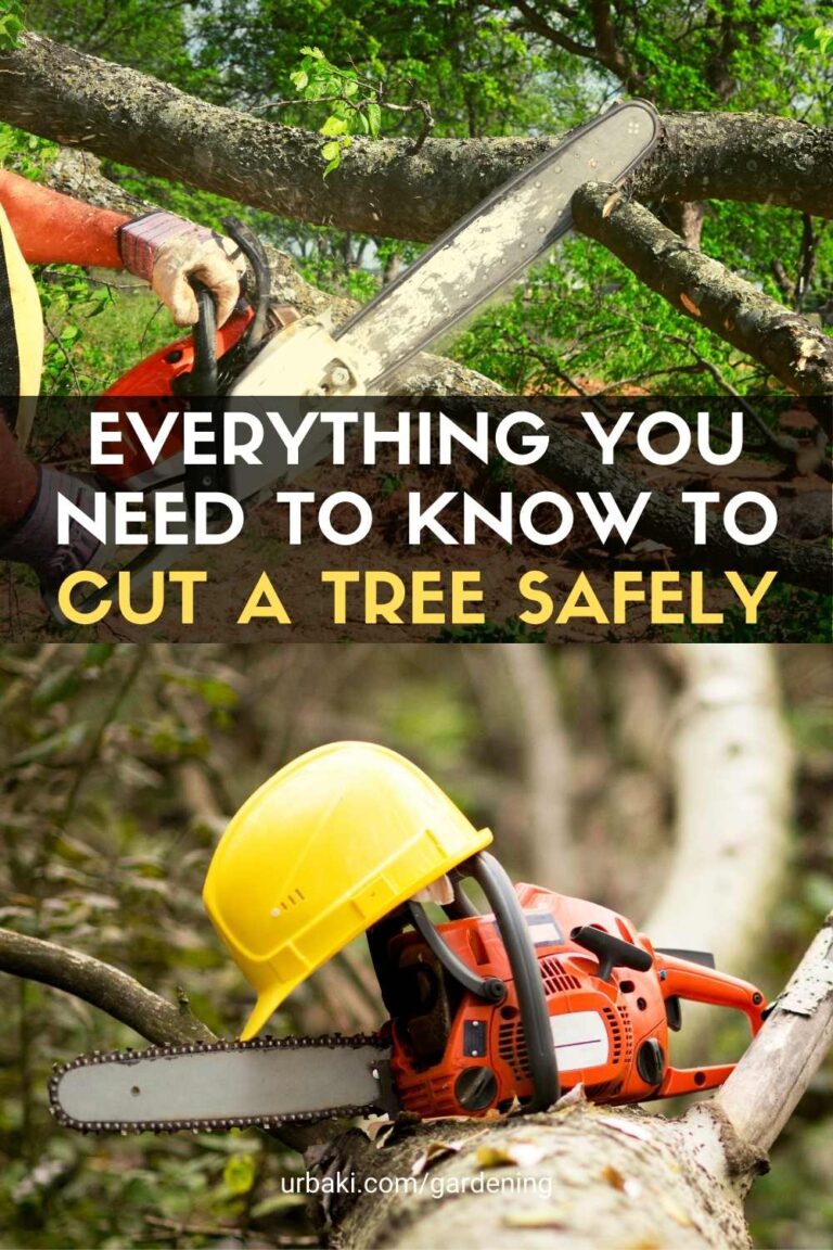Everything You Need to Know to Cut a Tree Safely