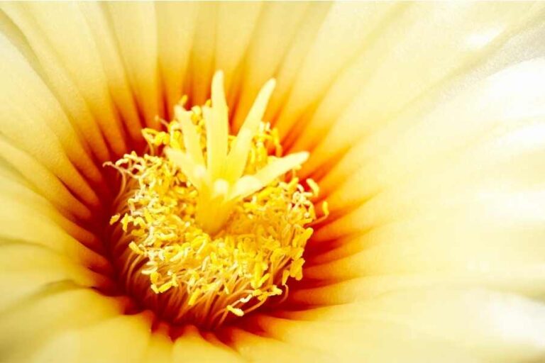 Astrophytum Cactus (Star Cactus): Plant Care & Growing Guide