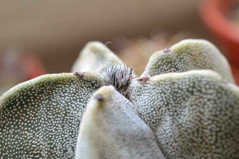 Astrophytum Cactus (Star Cactus): Plant Care & Growing Guide