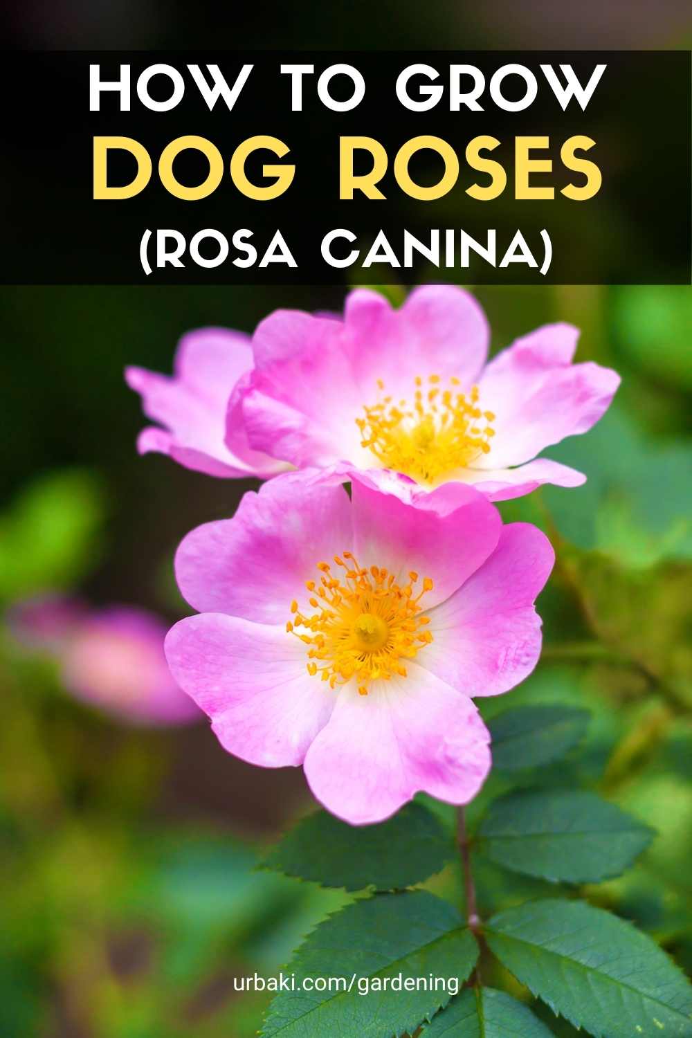 How to Grow Dog Roses (Rosa Canina)