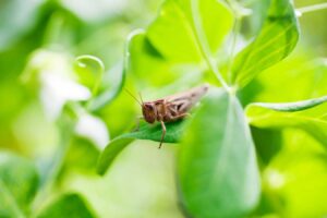 How to Prevent and Get Rid of Grasshoppers in Your Garden