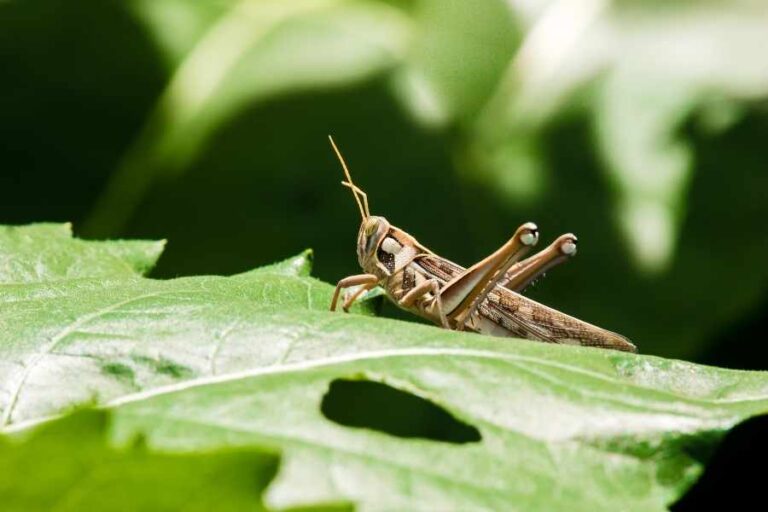 How to Prevent and Get Rid of Grasshoppers in Your Garden