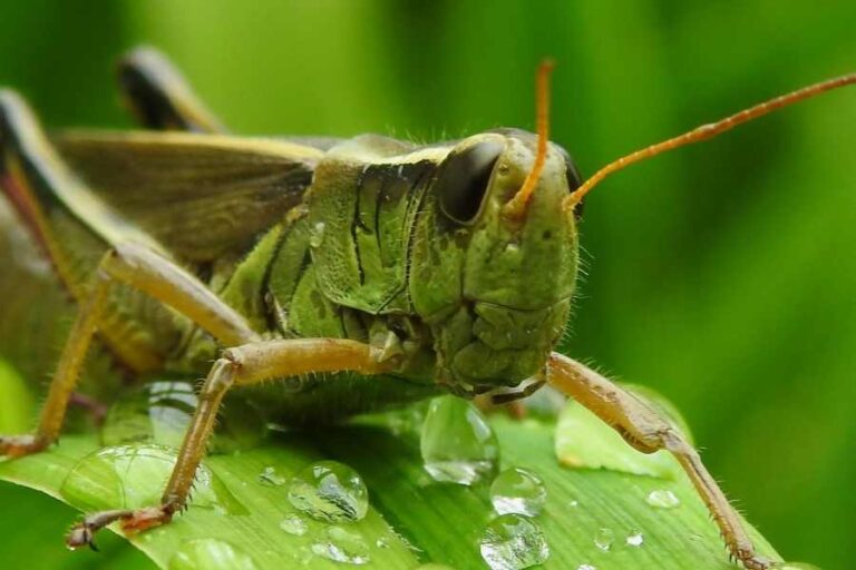 How to Prevent and Get Rid of Grasshoppers in Your Garden