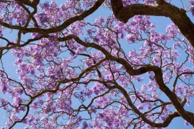 Jacaranda Tree: Plant Care and Growing Guide