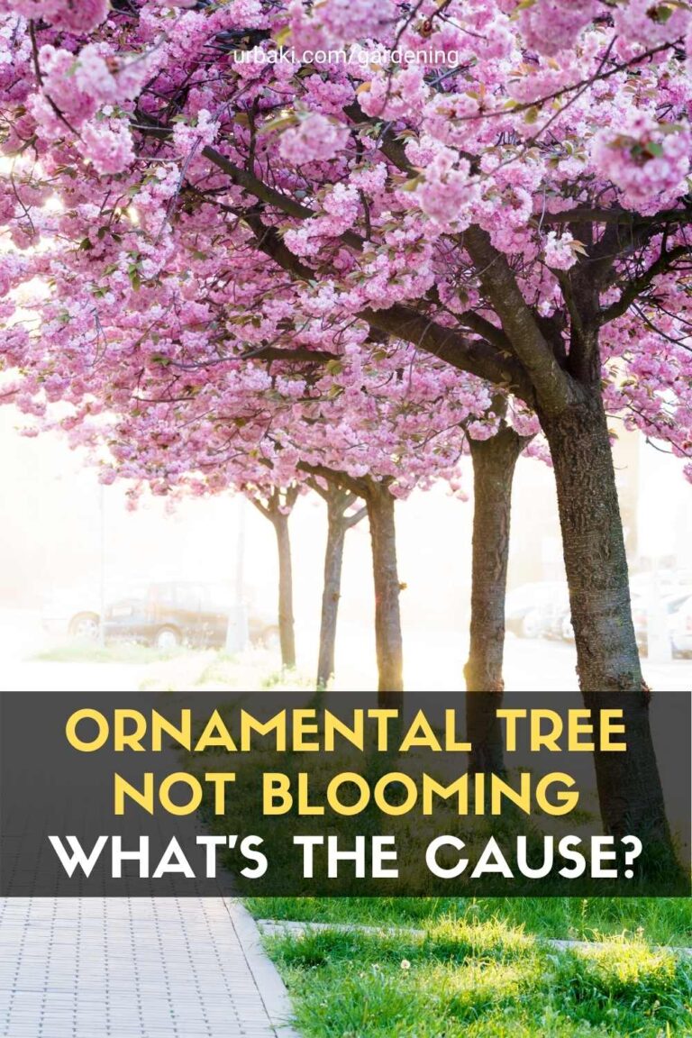 Ornamental Tree Not Blooming - What's the Cause?