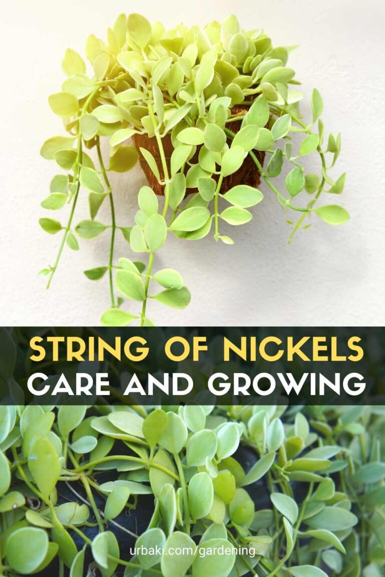 String of Nickels: Care and Growing Guide