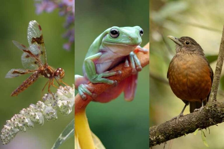 These Wild Animals Can Help Guard Your Garden