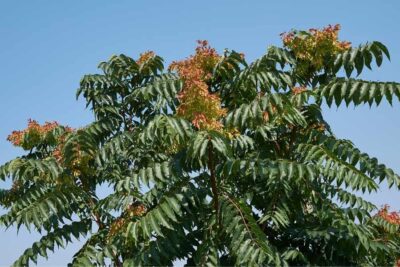 Tree of Heaven: How to Identify and Remove It