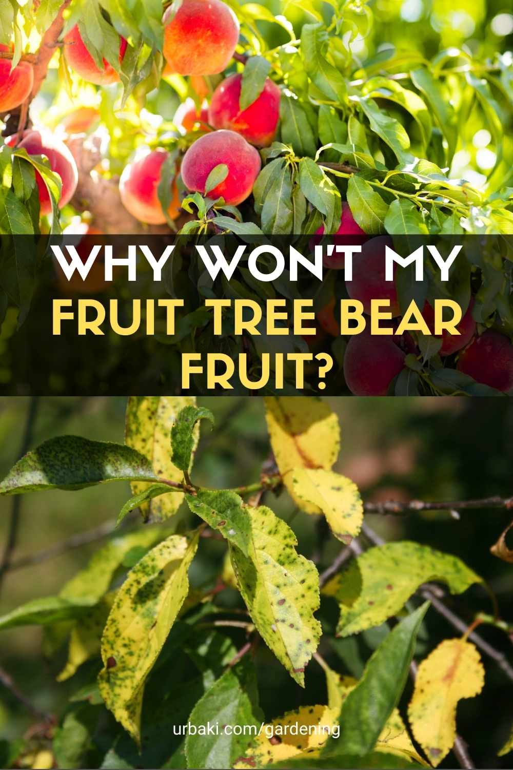Why Won't My Fruit Tree Bear Fruit?