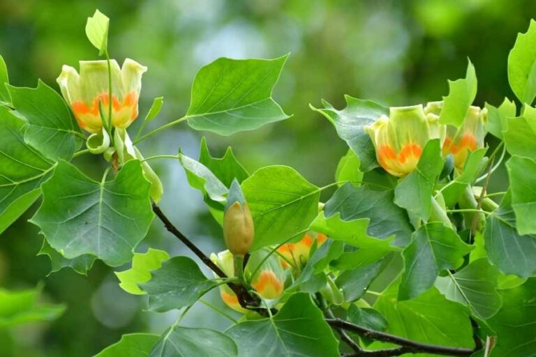 7 Trees with Helicopter Seeds