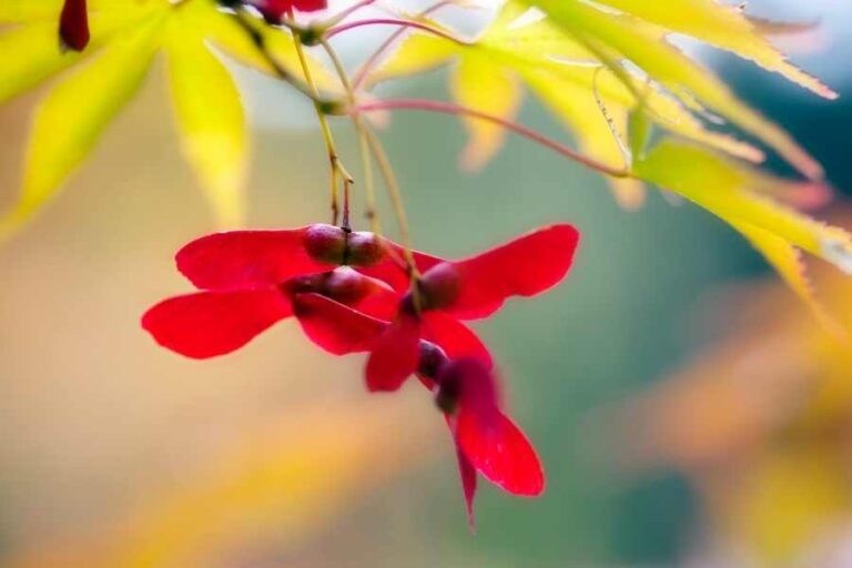 7 Trees with Helicopter Seeds