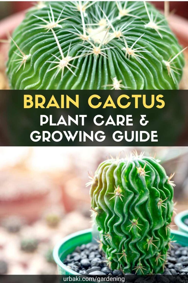 Brain Cactus: Plant Care & Growing Guide