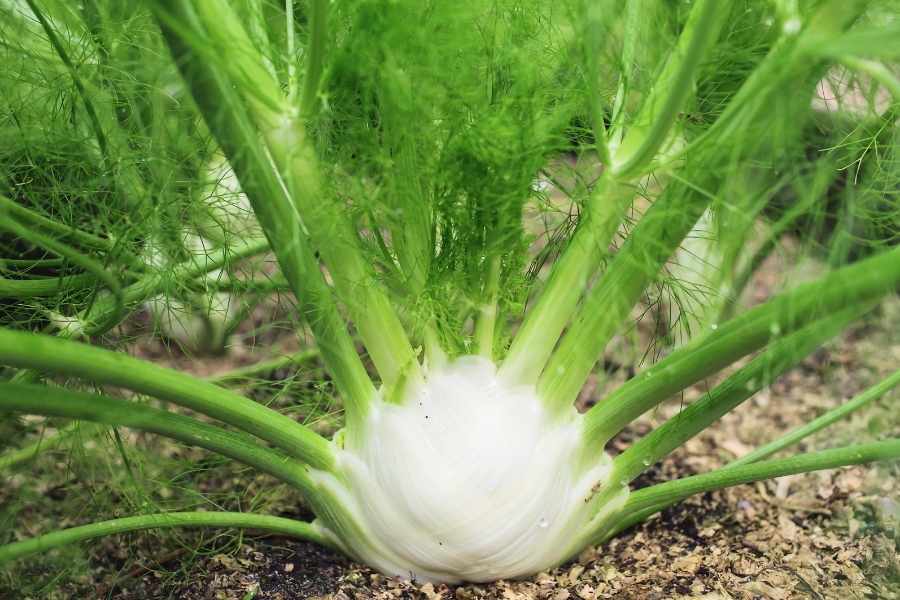 Everything You Need to Know to Grow Fennel