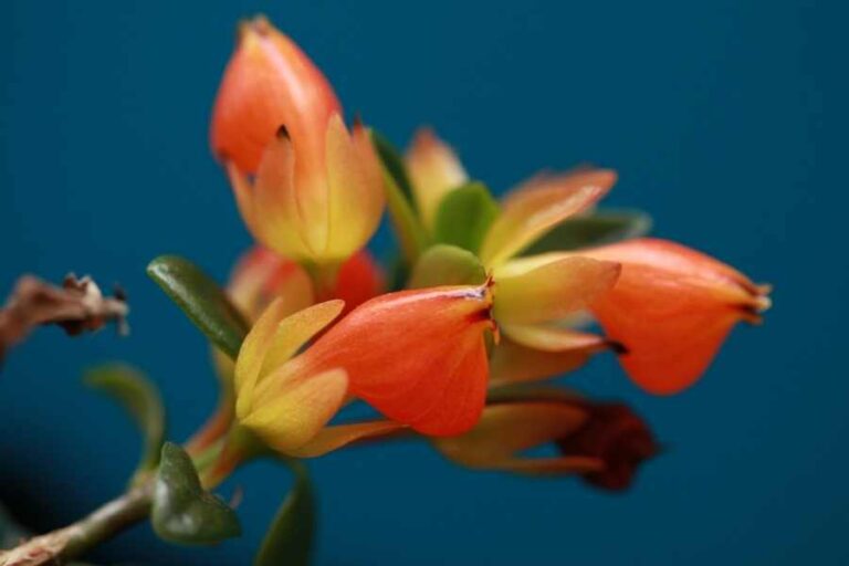 Goldfish Plant: Care & Growing Guide