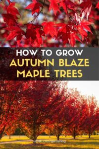 How to Grow Autumn Blaze Maple Trees