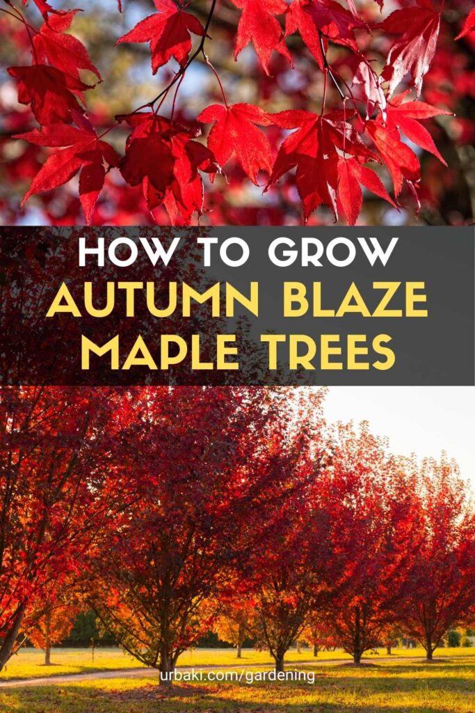 How to Grow Autumn Blaze Maple Trees