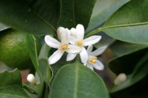 How to Grow Satsuma Trees