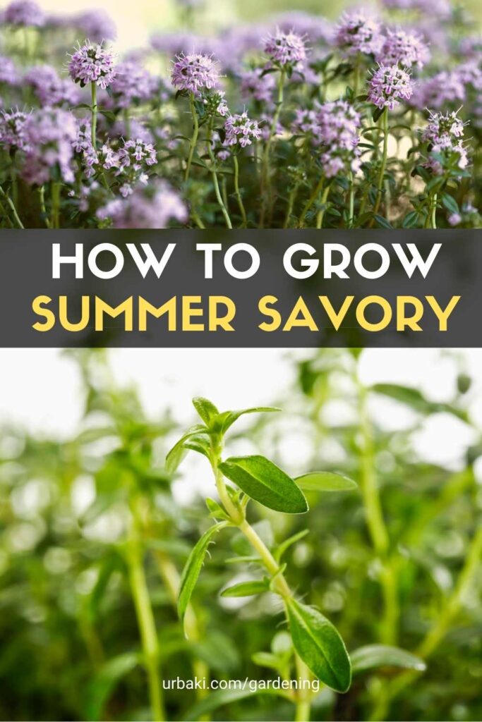 How to Grow Summer Savory