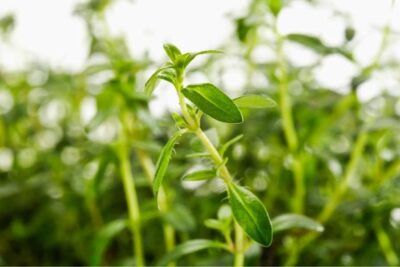 How to Grow Summer Savory