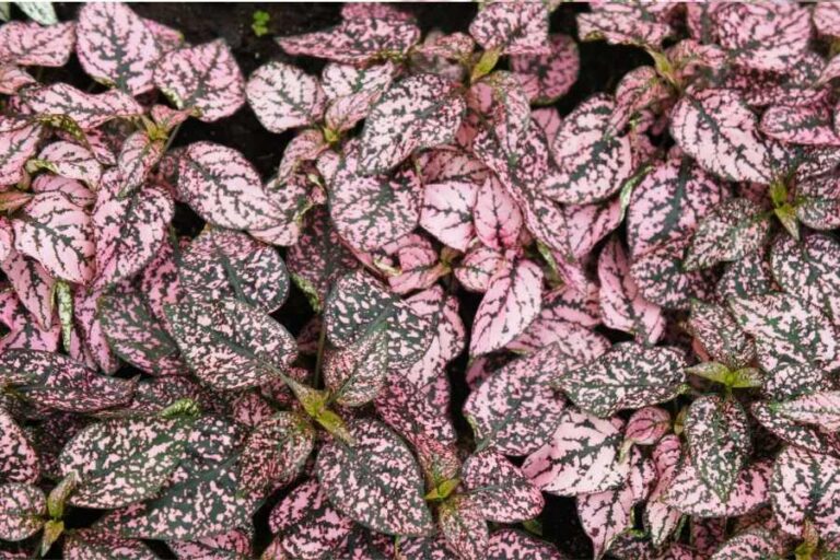 How To Grow And Care Polka Dot Plant How To Grow And Care Polka Dot Plant