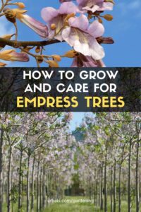 How to Grow and Care for Empress Trees