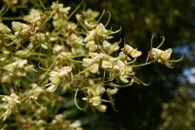 How to Grow and Care for Japanese Pagoda Trees