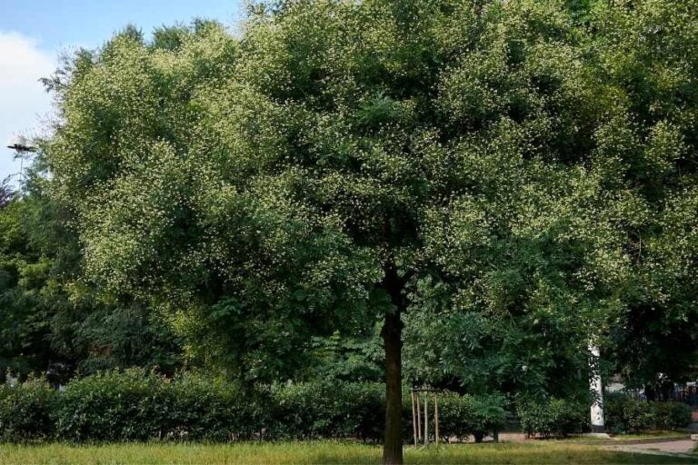 How to Grow and Care for Japanese Pagoda Trees