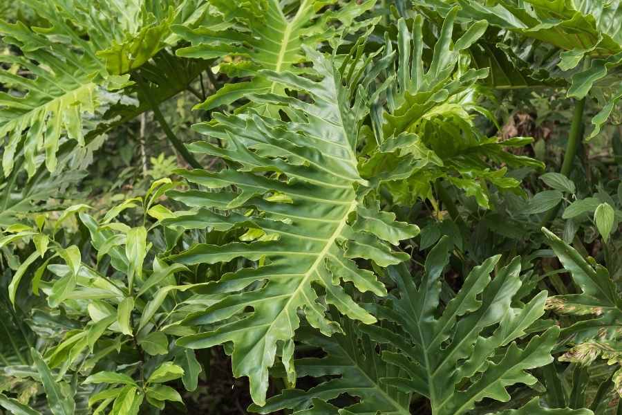 How to Grow and Care for Tree Philodendron (Philodendron bipinnatifidum)