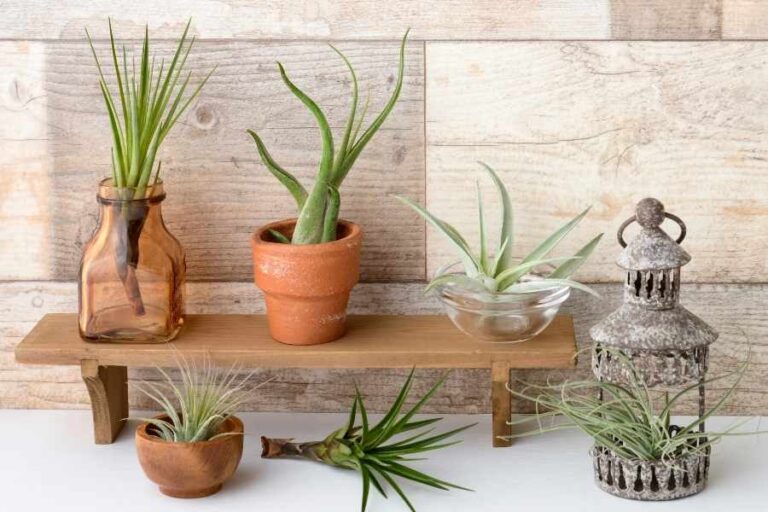How to Multiply Your Air Plant Collection FAST & FREE