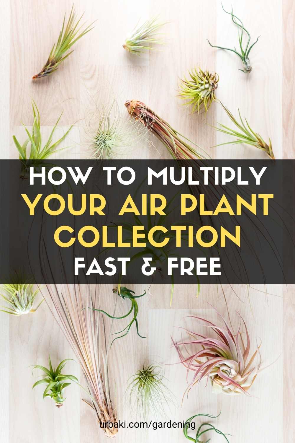 How to Multiply Your Air Plant Collection FAST & FREE