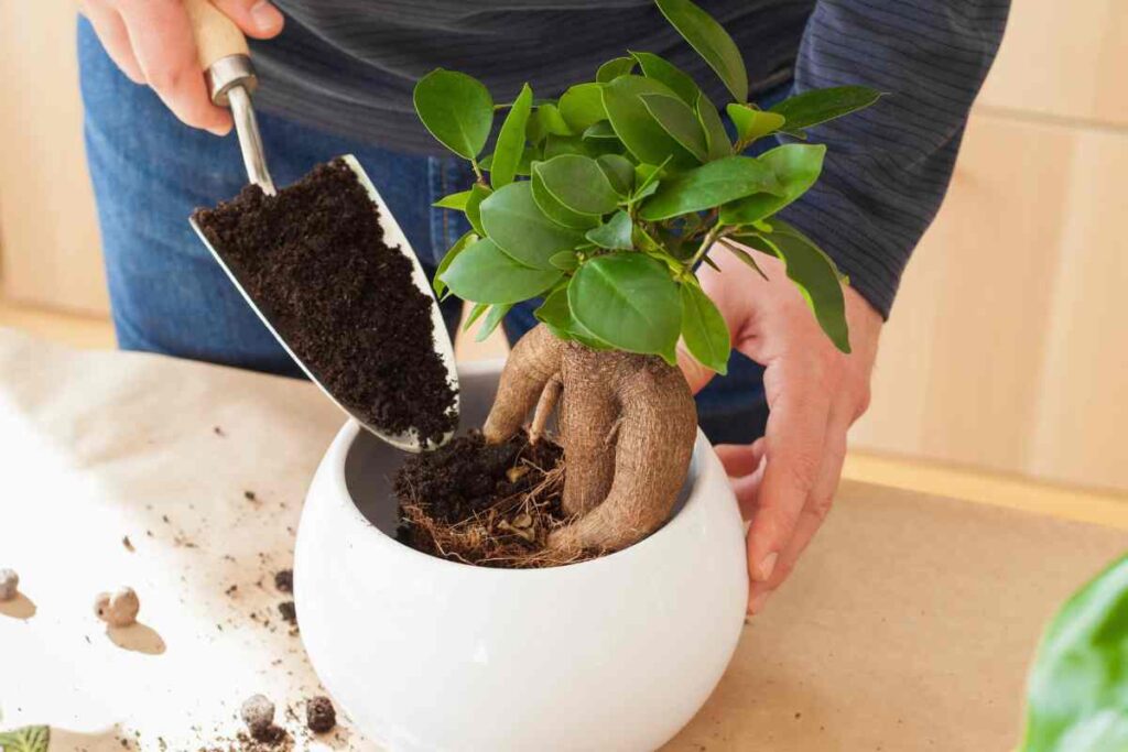 How to Revive a Dying Bonsai Tree