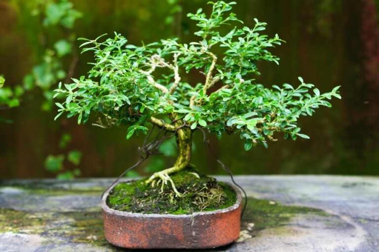 How to Trunk Chop a Bonsai Tree