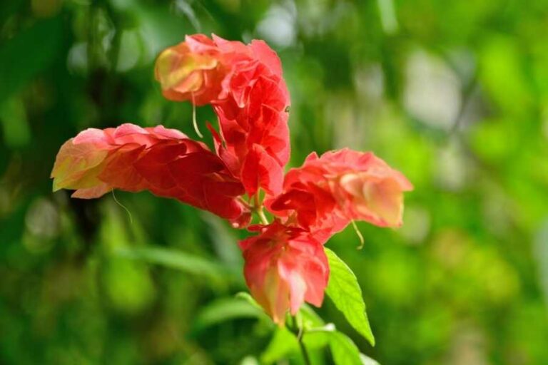 Growing the Justicia Brandegeana Shrimp Plant Indoors