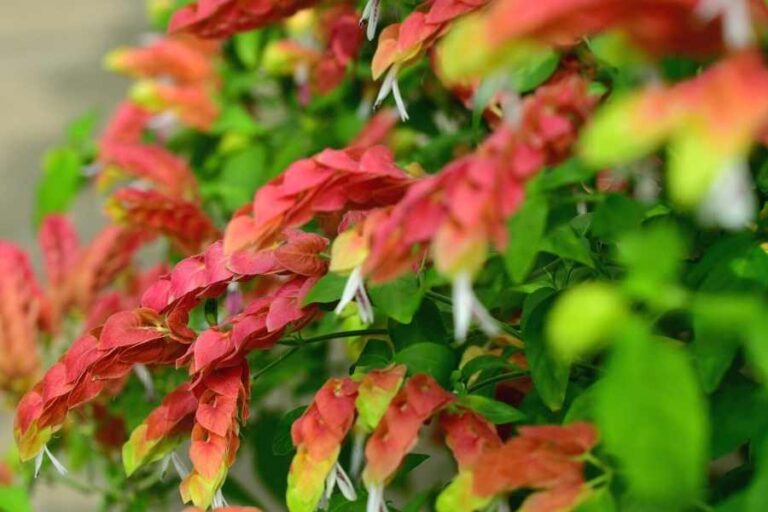 Growing the Justicia Brandegeana Shrimp Plant Indoors