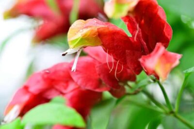 Growing the Justicia Brandegeana Shrimp Plant Indoors