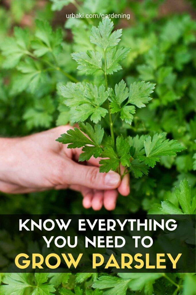 Know Everything You Need to Grow Parsley