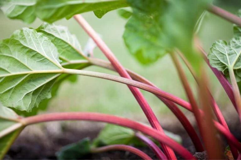 Learn How to Grow Rhubarb