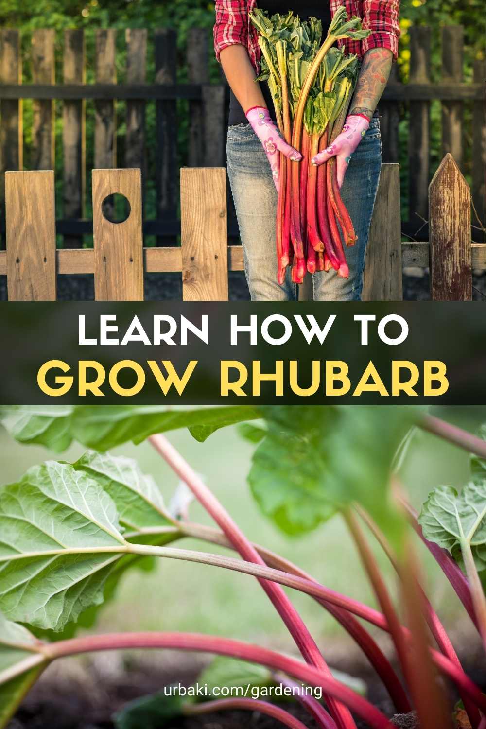 Learn How to Grow Rhubarb
