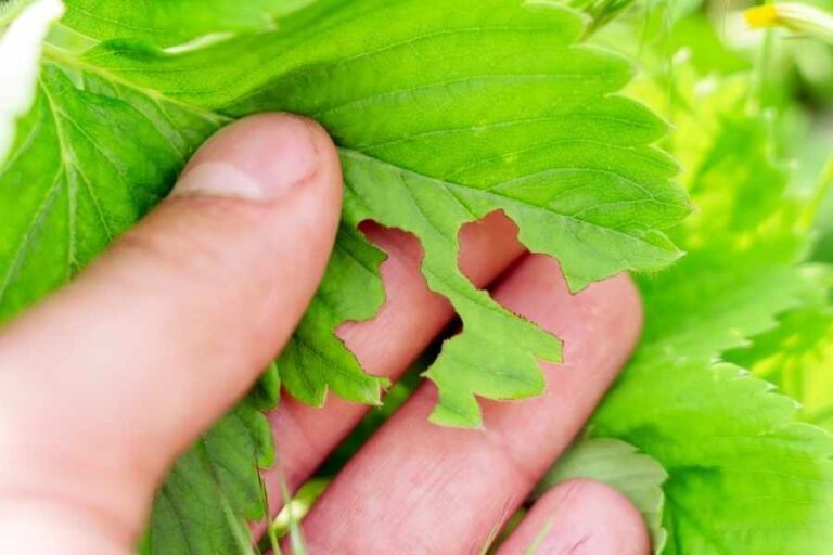 Organic Controls for Common Strawberry Pests