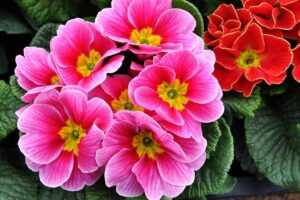 Primrose: Plant Care & Growing Guide