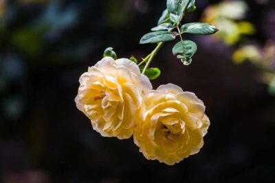 Julia Child Roses: Care & Growing Guide