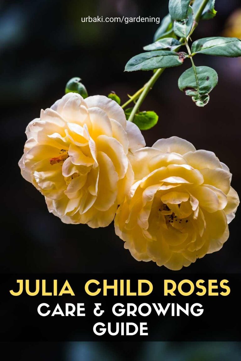 Julia Child Roses: Care & Growing Guide